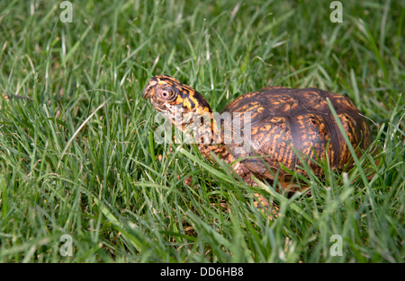 A box turtle walking through grass Stock Photo - Alamy