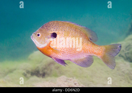 Longear sunfish lepomis megalotis Stock Photo - Alamy