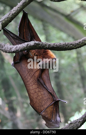 A shot of a flying fox in captivity Stock Photo - Alamy
