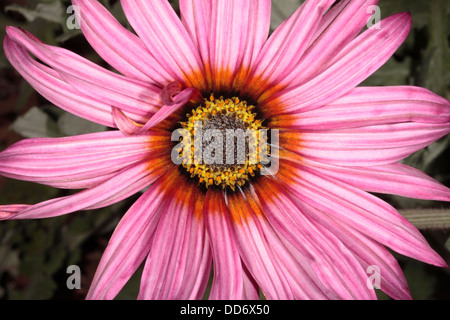 Close-up of Silver Arctotis hybrid- Arctotis stoechadifolia- Family ...