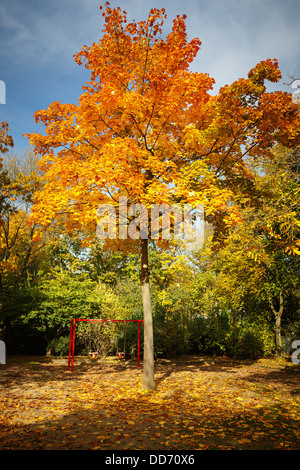Fresh yellow maple fall tree foliage on ground of park lighted with ...
