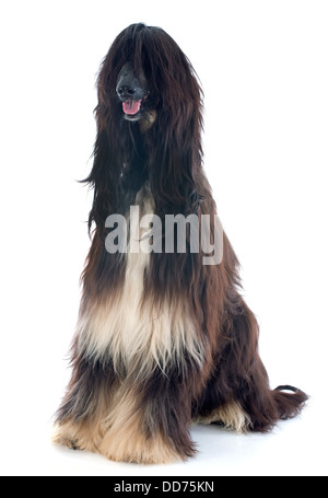 Afghan Hound, purebred dog, long fur, recent grooming, muscular thighs ...