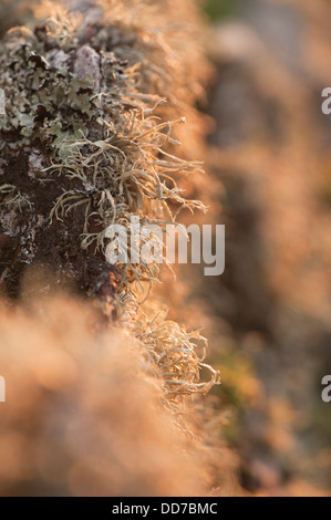 Green lichens growing on a rock Stock Photo - Alamy