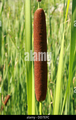 A cattail growing among reeds in a marsh in Altona, Manitoba, Canada ...