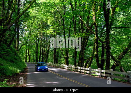 Deciduous trees line the Historic Columbia River Highway, Oregon, USA ...