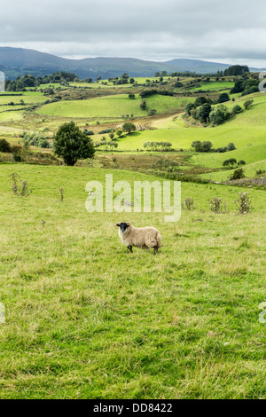 Sperrin mountain view in summer Stock Photo - Alamy