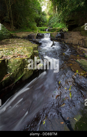 Mpushini Waterfall, Dlinza forest, Eshowe, South Africa Stock Photo - Alamy