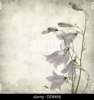 textured old paper background with campanula, bellflower Stock Photo ...