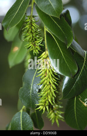 Bay Willow - Salix pentandra Stock Photo - Alamy