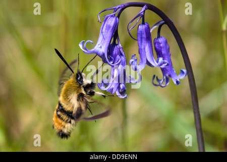 Narrow-bordered Bee Hawkmoth (Hemaris tityus Stock Photo - Alamy