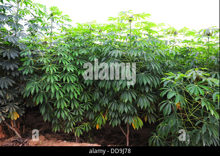 Cassava tree in the field. Cassava is a tropical food crop and the most ...