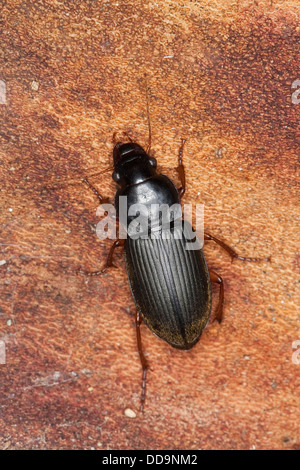 Strawberry Seed Beetle, Pseudoophonus rufipes, Pseudophonus rufipes ...