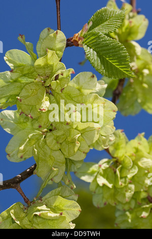 Wych Elm, Scots Elm, fruit, Berg-Ulme, Bergulme, Frucht, Früchte, Ulme ...
