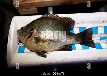 Redear Sunfish (Lepomis microlophus Stock Photo - Alamy