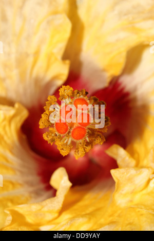 Yellow Hibiscus Stigma Stock Photo - Alamy