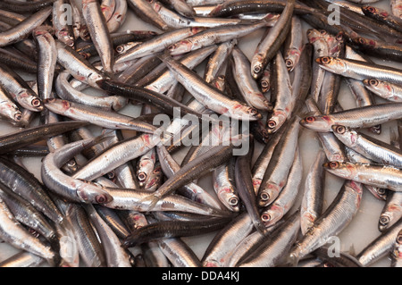 Fresh anchovies in market at Malaga, Spain The European anchovy ...