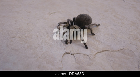 Desert or Mexican blond tarantula (Aphonopelma chalcodes), Arizona, USA ...