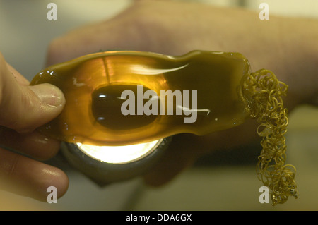 A pajama shark egg, Poroderma africanum, with an embryo inside Stock ...