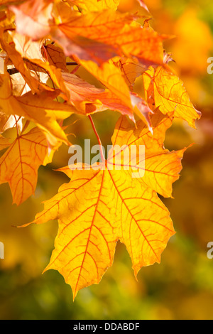 Maple tree, close-up, autumn Stock Photo - Alamy