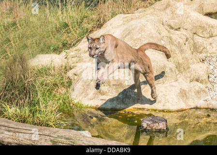 Puma Leaping Off a Rock over Water Felis Concolor Stock Photo - Alamy
