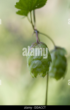 Hop bines vines Humulus lupulus growing in Kent England Stock Photo - Alamy