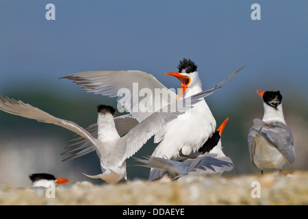 Royal Tern - nesting season-South Carolina Stock Photo - Alamy