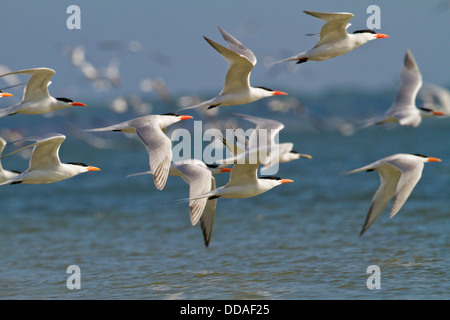Royal Tern - nesting season-South Carolina Stock Photo - Alamy