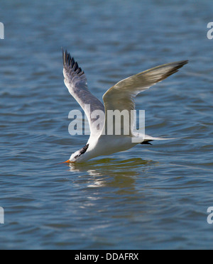 Royal Tern in flight Stock Photo - Alamy