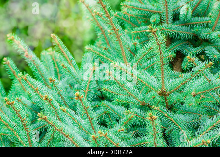 Silver pine tree, silver spruce pine, fir tree brunches closeup photo ...