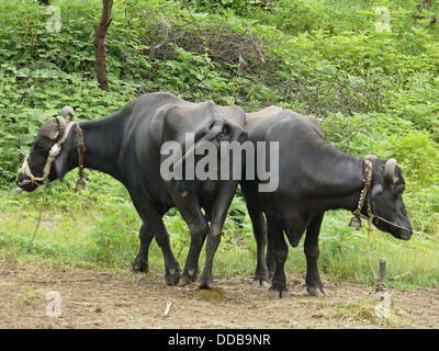 She Buffalo, India Stock Photo: 36510027 - Alamy