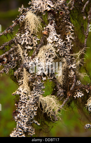 Lichen, Banff National Park, Alberta, Canada Stock Photo - Alamy
