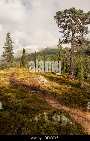A nature around Telemark province and a Maelefjell mountain Stock Photo ...