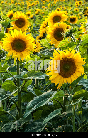 Sunflower at RHS Hyde Hall Gardens Stock Photo - Alamy