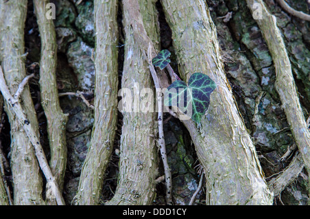 Common Ivy, twisted on a big tree trunk Stock Photo - Alamy