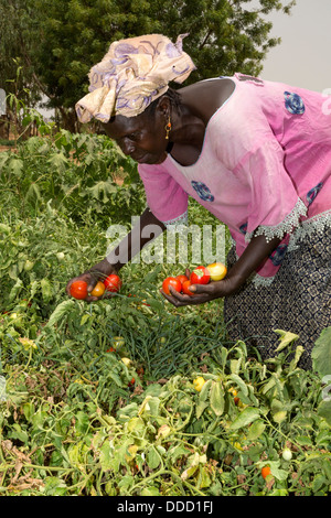 Wolof Woman Picking Tomatoes. Dialacouna Gardening Project, near ...