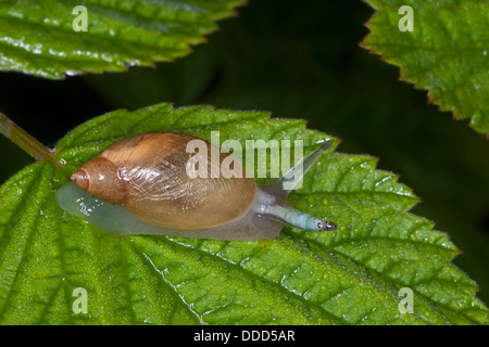 lamber snail, ambersnail, green-banded broodsac, Bernsteinschnecke ...