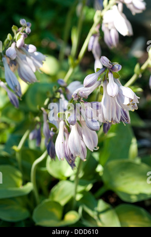 Hosta 'Dinky Donna' Stock Photo - Alamy