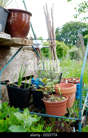 Young climbing plants in pots with bamboo supports inside modern ...