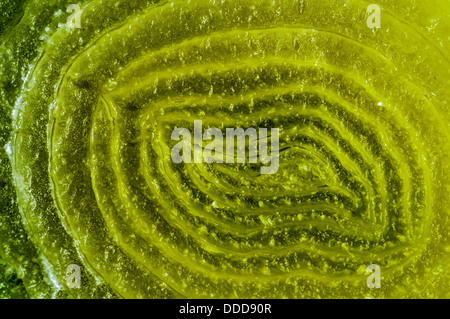 Section of a leek. Detail Stock Photo - Alamy