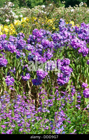 Phlox paniculata Blue Paradise,blue purple and white flowers,flowering ...