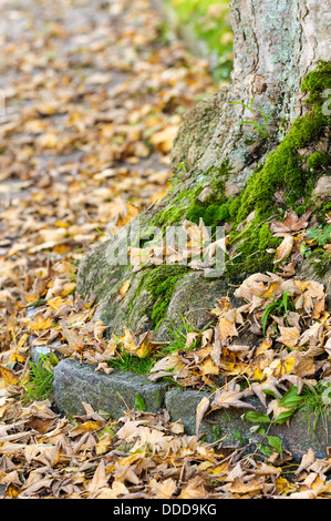 Tree trunk base in yellow brown leaves field Stock Photo - Alamy