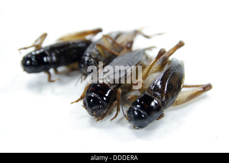 fried crickets , Jing Leed tod Stock Photo - Alamy