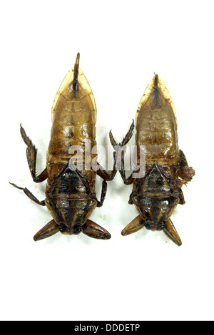 Mang Da Na tod , Fried Giant Water Bug Stock Photo - Alamy