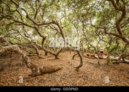 The magical El Moro Elfin Forest Stock Photo - Alamy
