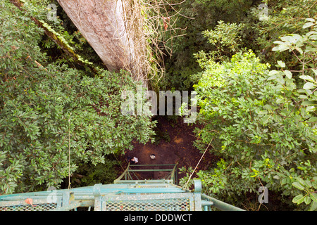 Looking down from tree canopy to tree ferns of Mountain forest below ...
