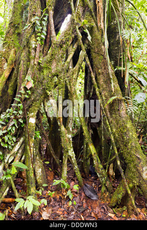 Strangler Fig growing up large emnergent tree in rainforest at Nara ...