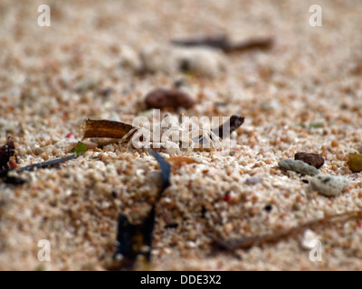 Small translucent crab in the sand Stock Photo - Alamy