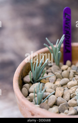 Lavandula cuttings. Semi ripe lavender cuttings in a terracotta pot ...