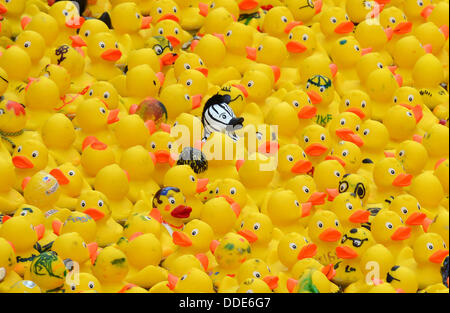 A Zebra plastic duck swims amid hundreds of yellow rubber ducks during ...