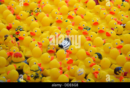 A Zebra plastic duck swims amid hundreds of yellow rubber ducks during ...